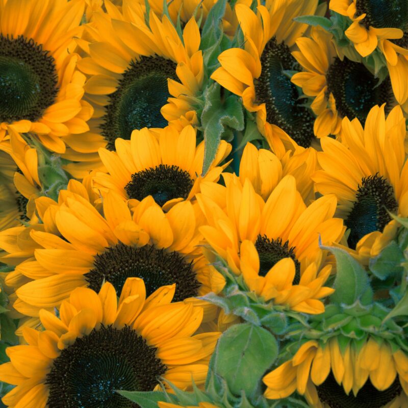 Flower Symbolism Explained: What 25 Common Flowers Represent - The ...